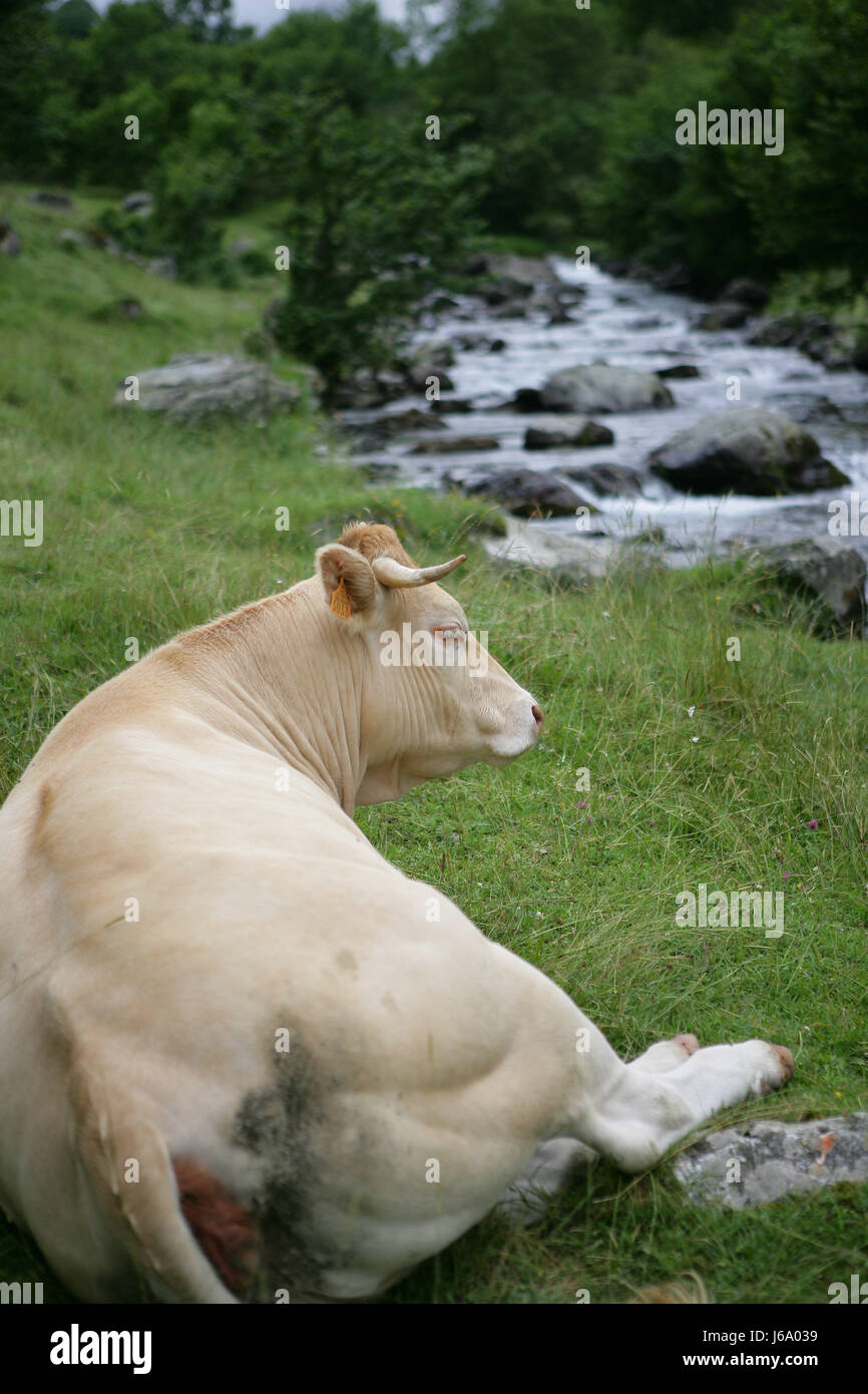 environment enviroment agriculture farming cow farm scenic lawn green ...