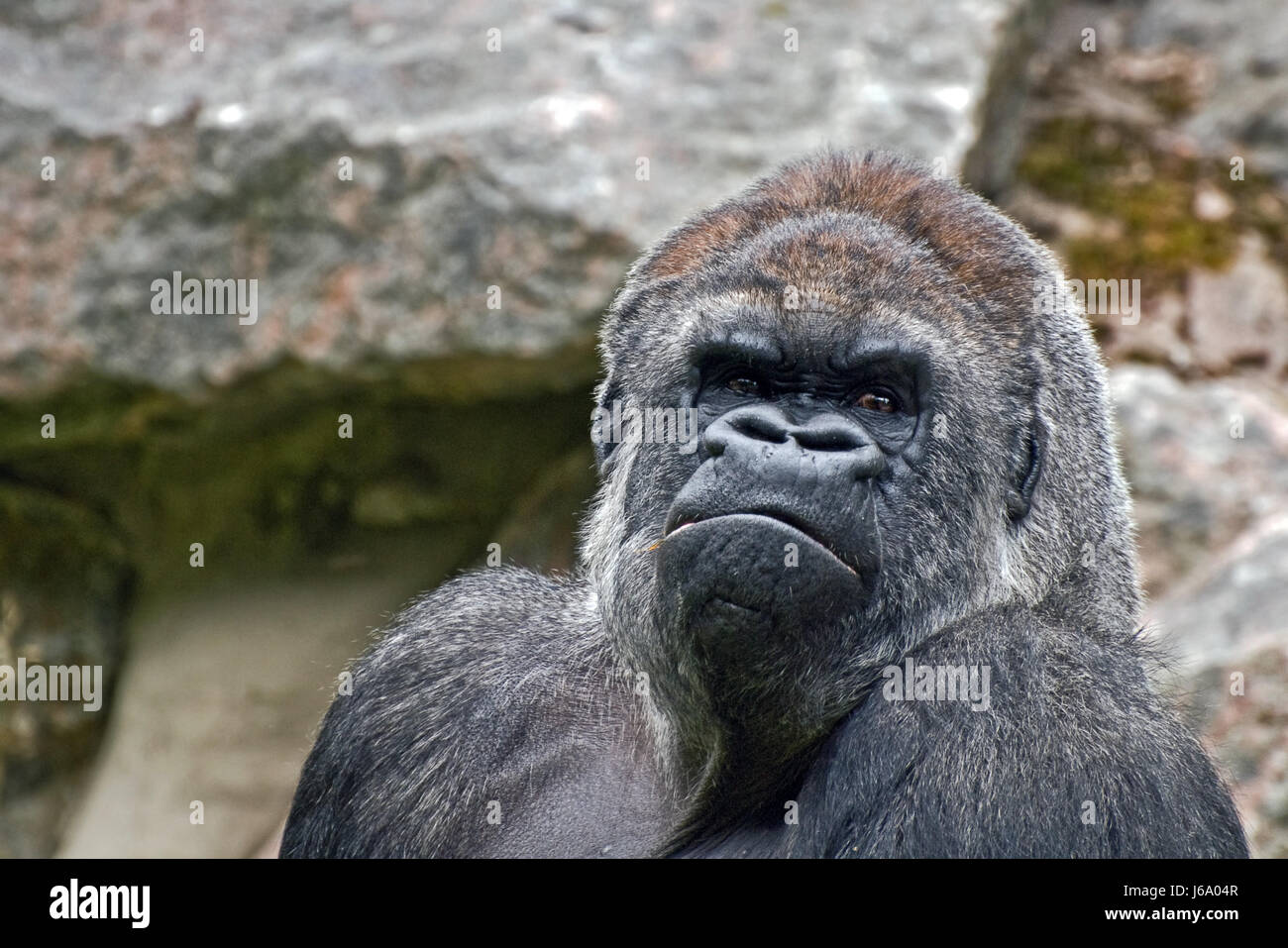 animal face monkey eyes skin gorilla anthropoid stone animal mouth wild ...