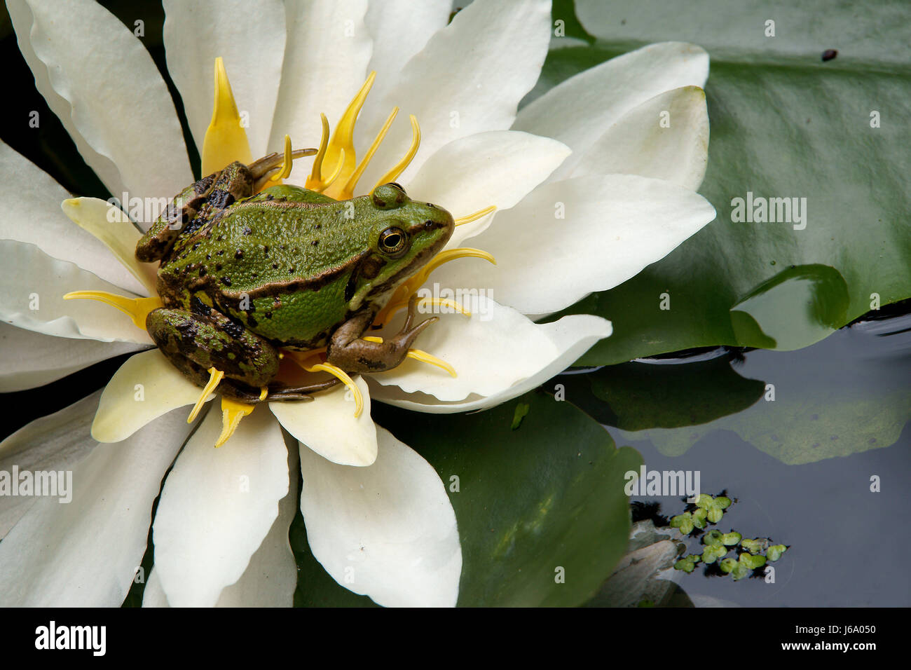 Enchanted frog hi-res stock photography and images - Alamy