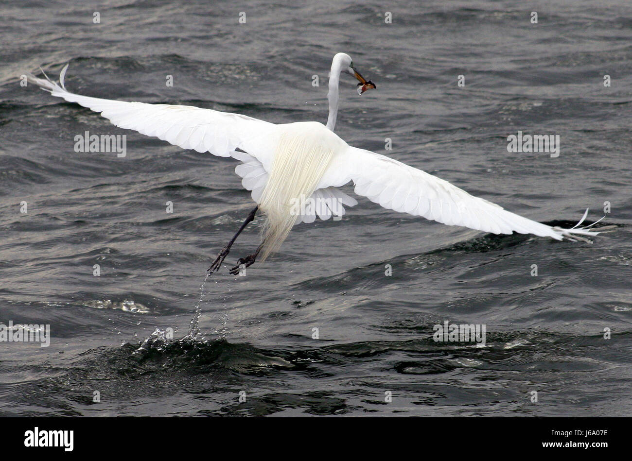 bird heron fly flies flys flying bird catch fish flight flying heron ...