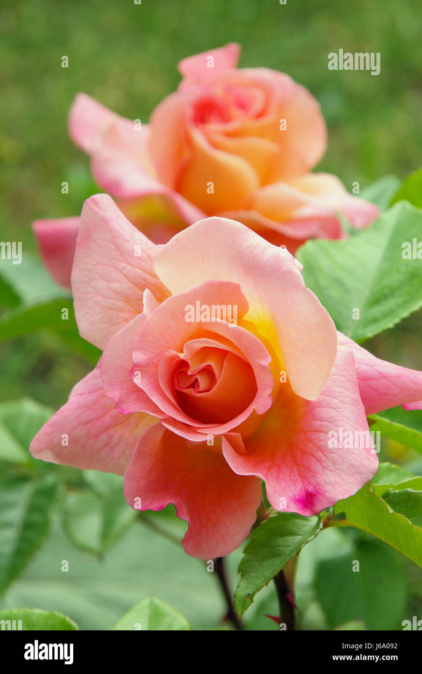 flower plant rose bloom blossom flourish flourishing rose bloom red ...