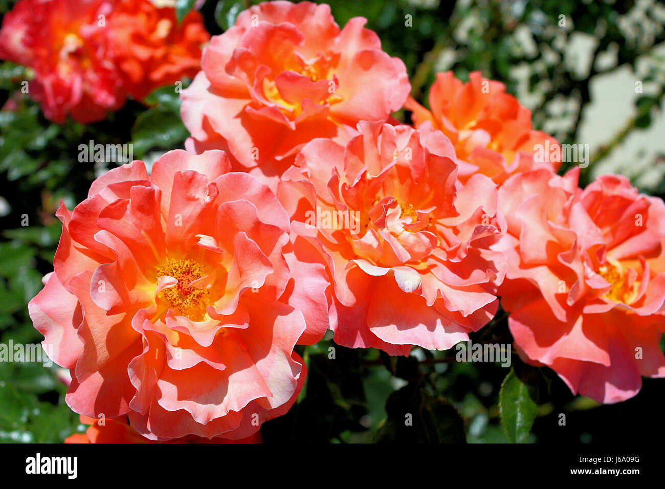 orange red rose Stock Photo - Alamy