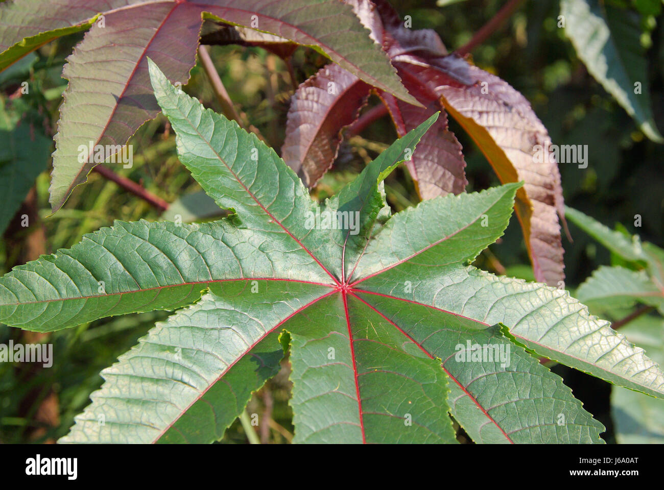 wunderbaum - castor oil plant 20 Stock Photo - Alamy