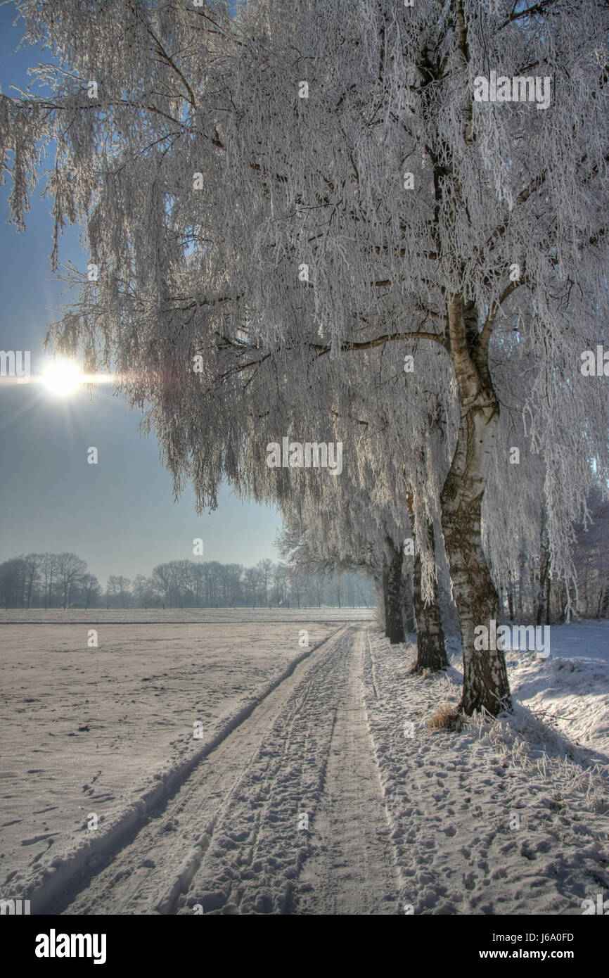 winter frost tree trees winter field snow coke cocaine material drug ...