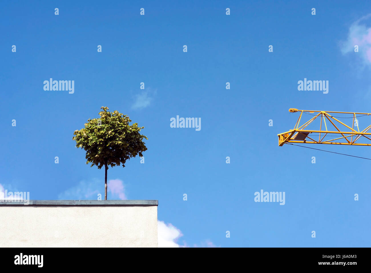 the city tree Stock Photo - Alamy