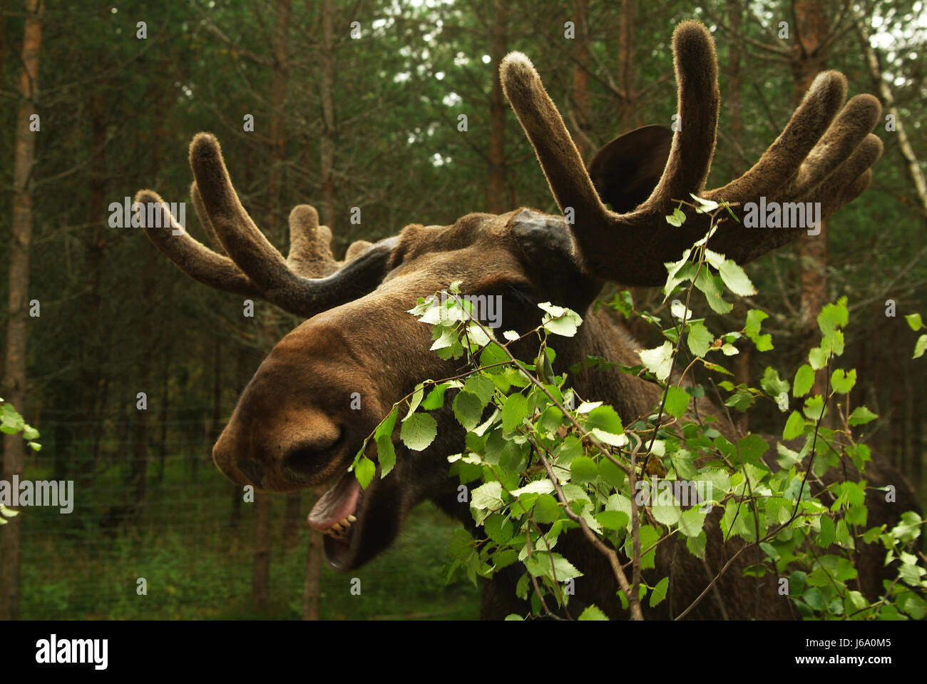 Moose skin hi-res stock photography and images - Alamy