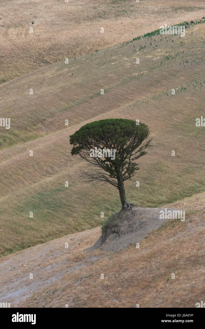 tree hill tuscany dry dried up barren meadow scenery countryside nature ...