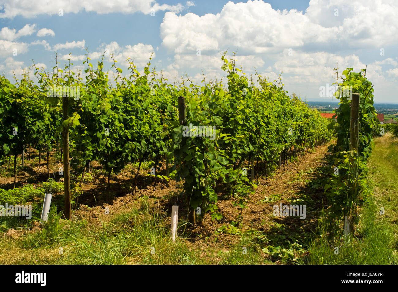 agriculture farming useful plant vineyard viticulture vine grape vine Stock Photo - Alamy