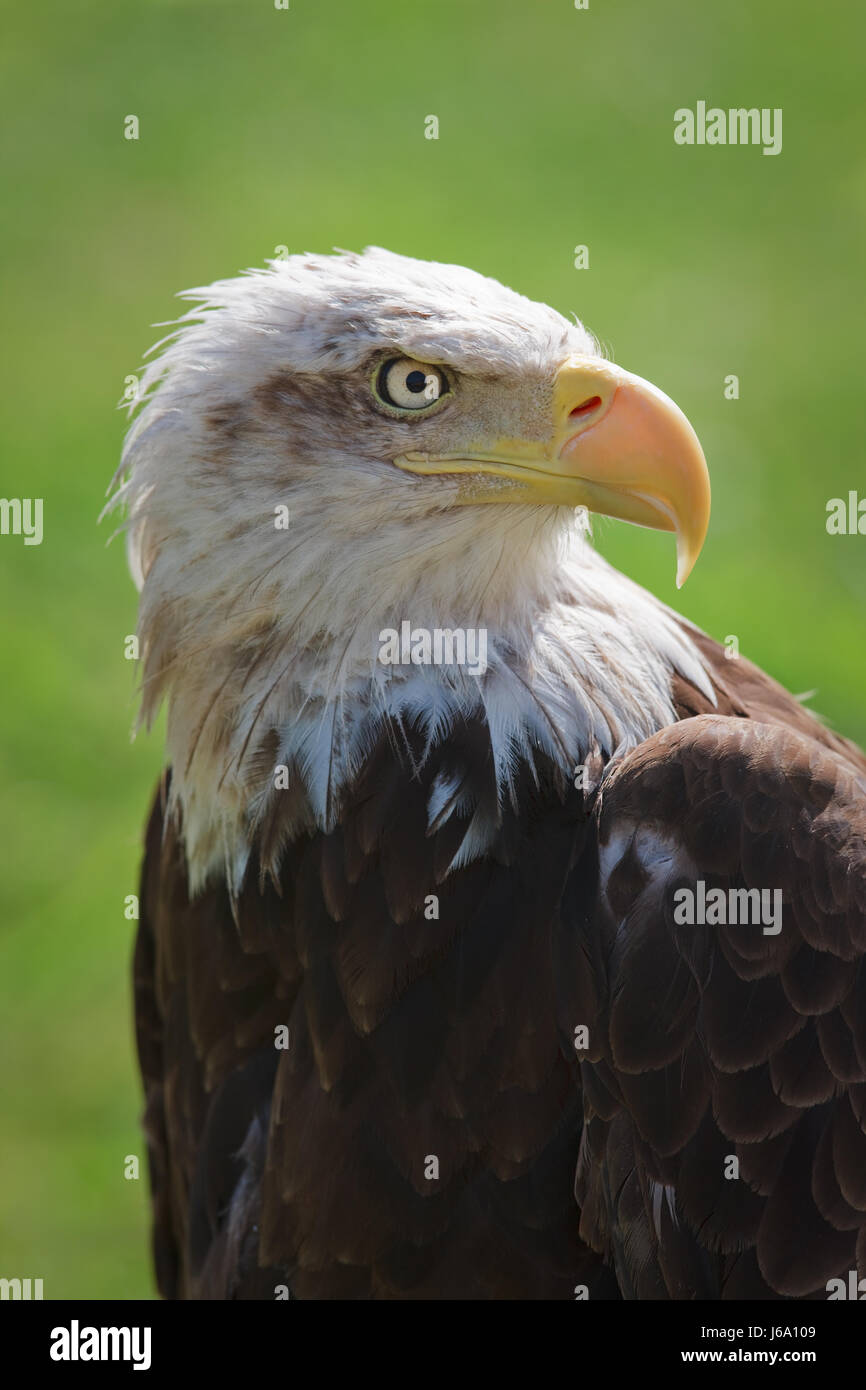 Bird Raptor Predator Eagle