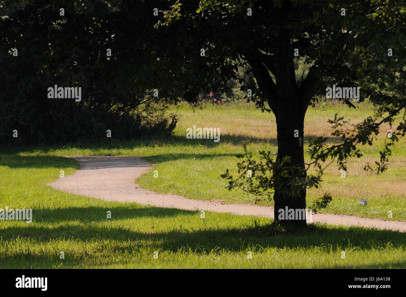 tree trees cycle track path way tree trees ways cycle track path way ...