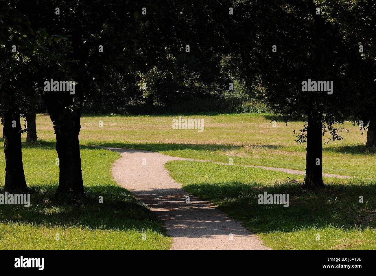 tree cycle track path way nature tree trees ways cycle track forking ...