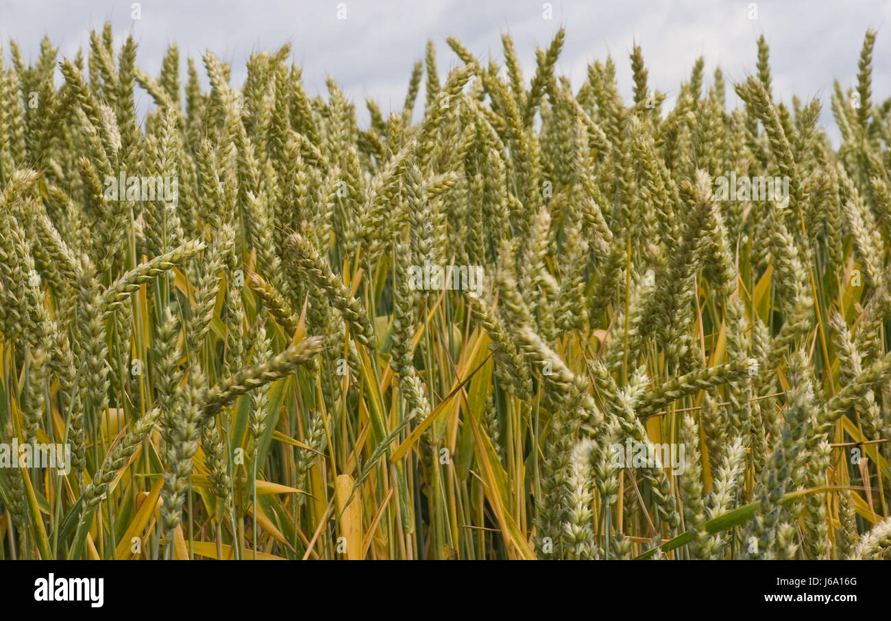 food aliment agriculture farming grain harvest corn cereal backdrop ...
