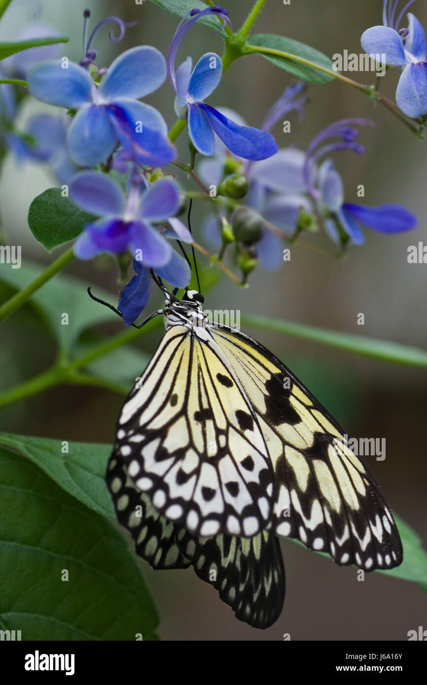 Black angle butterfly hi-res stock photography and images - Alamy