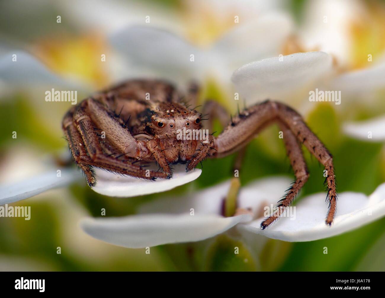wait waiting spider lurking dormant wait waiting legs macro close-up ...