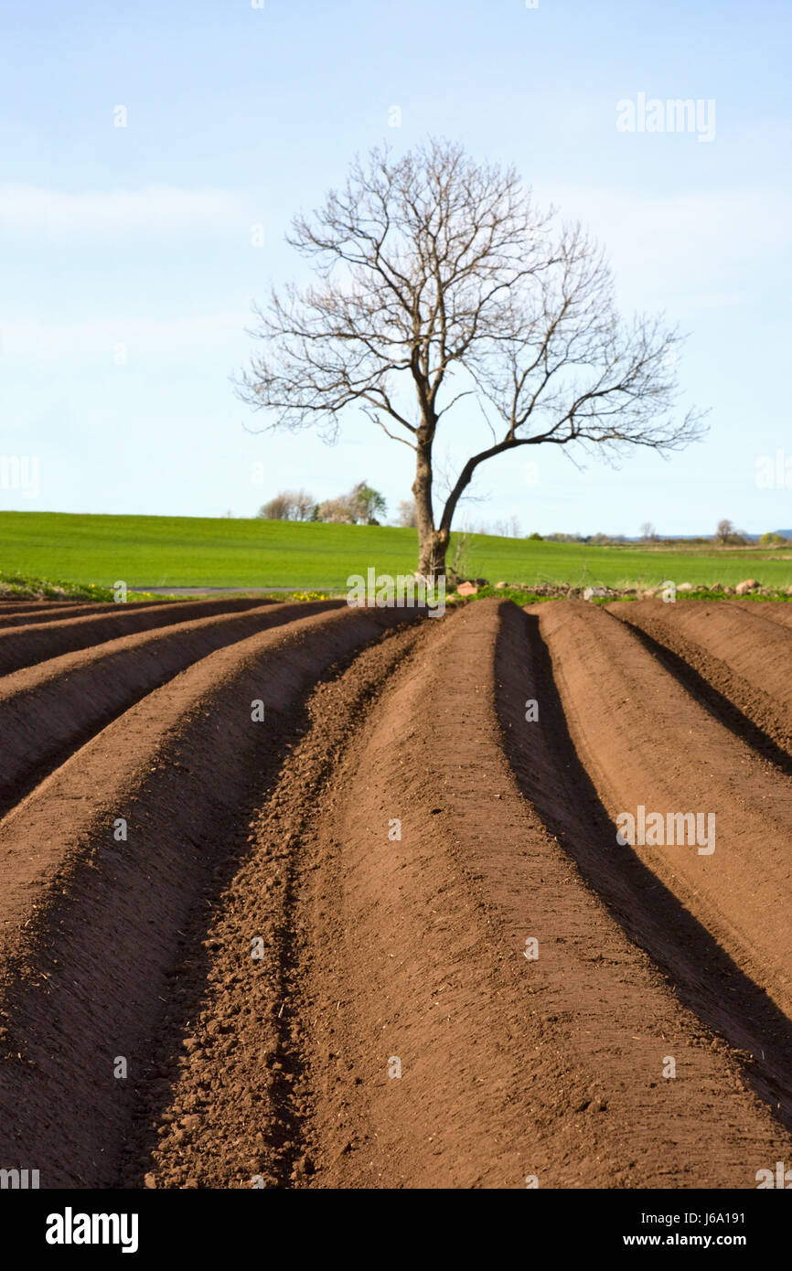 tree agriculture farming field potatoes landscape scenery countryside ...