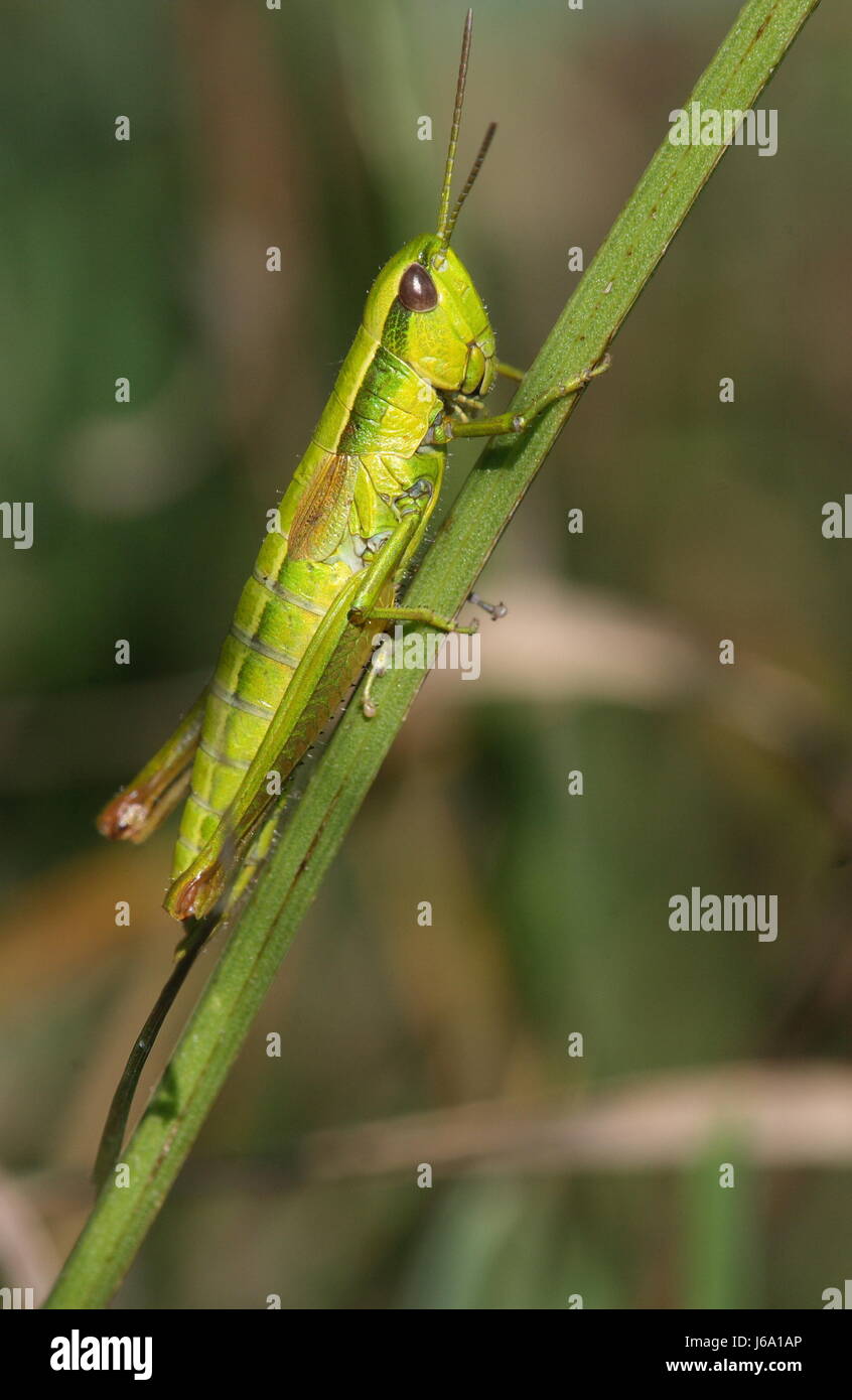 grasshopper green grasshopper blade of grass meadow grass lawn antenna ...