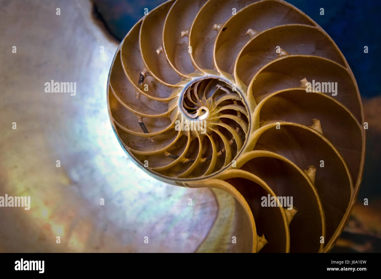 nautilus nautilus shell Stock Photo - Alamy