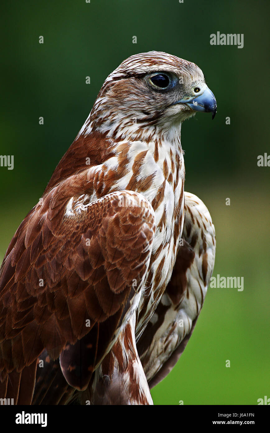 falcon raptor hawks falcon raptor feathering prey booty hawks hunting ...
