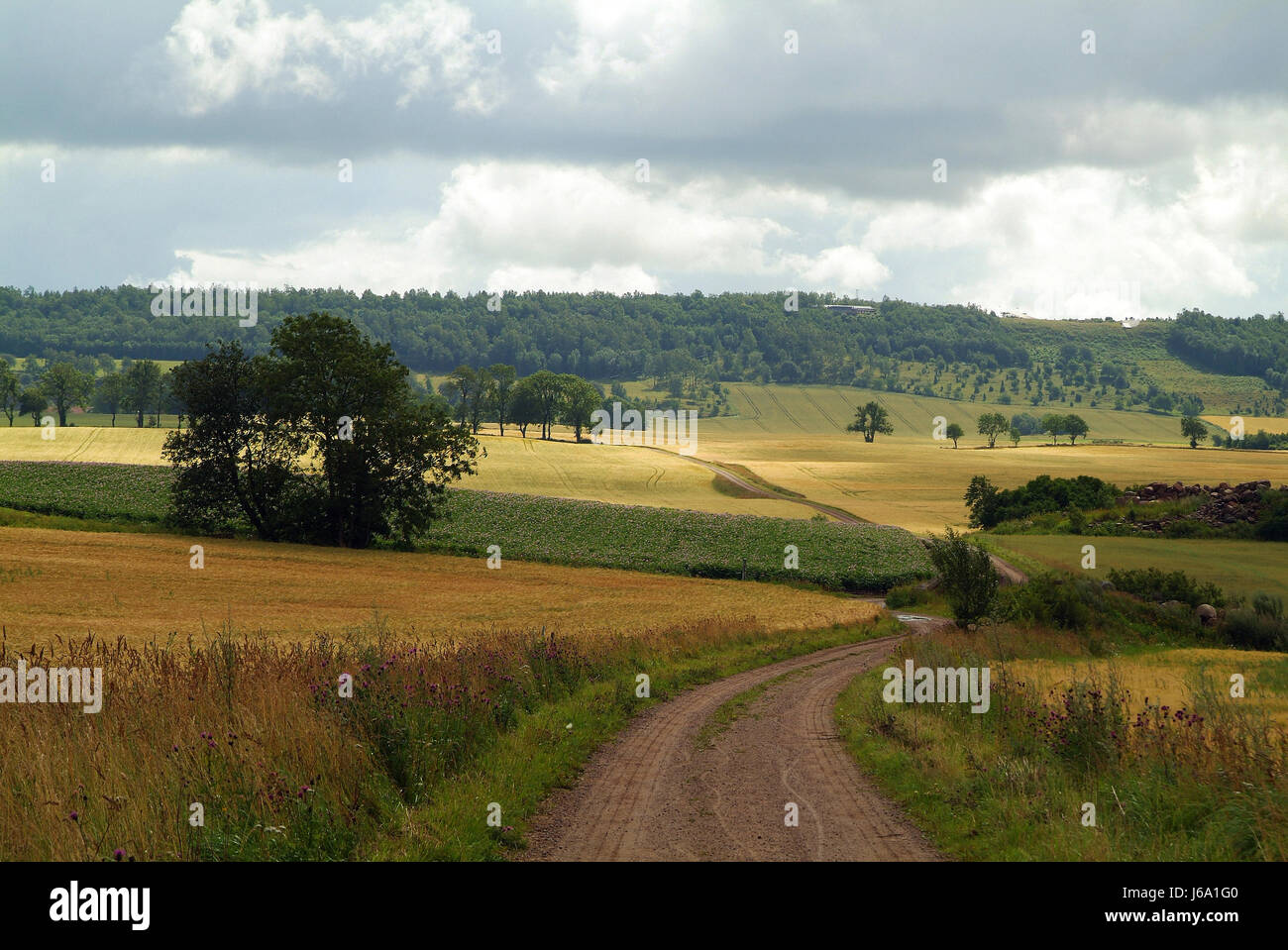 tree hill field sweden bush meadow scenery countryside nature forest ...