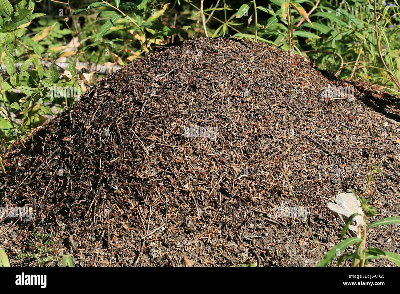 wood animals anthill forest nature construction close big large ...