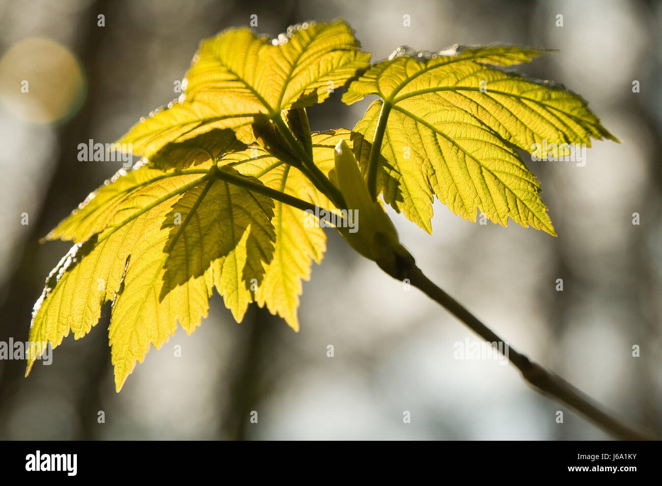 a leaf in the sun Stock Photo - Alamy