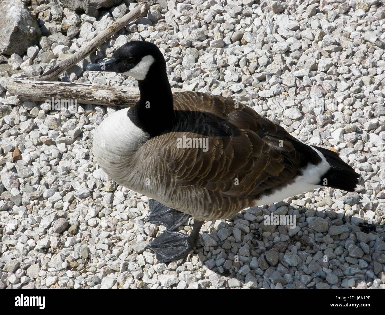 Black brant goose hi-res stock photography and images - Alamy