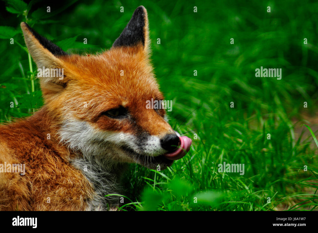 animal tongue wildlife fox lick predator bandit raider wildlife ...