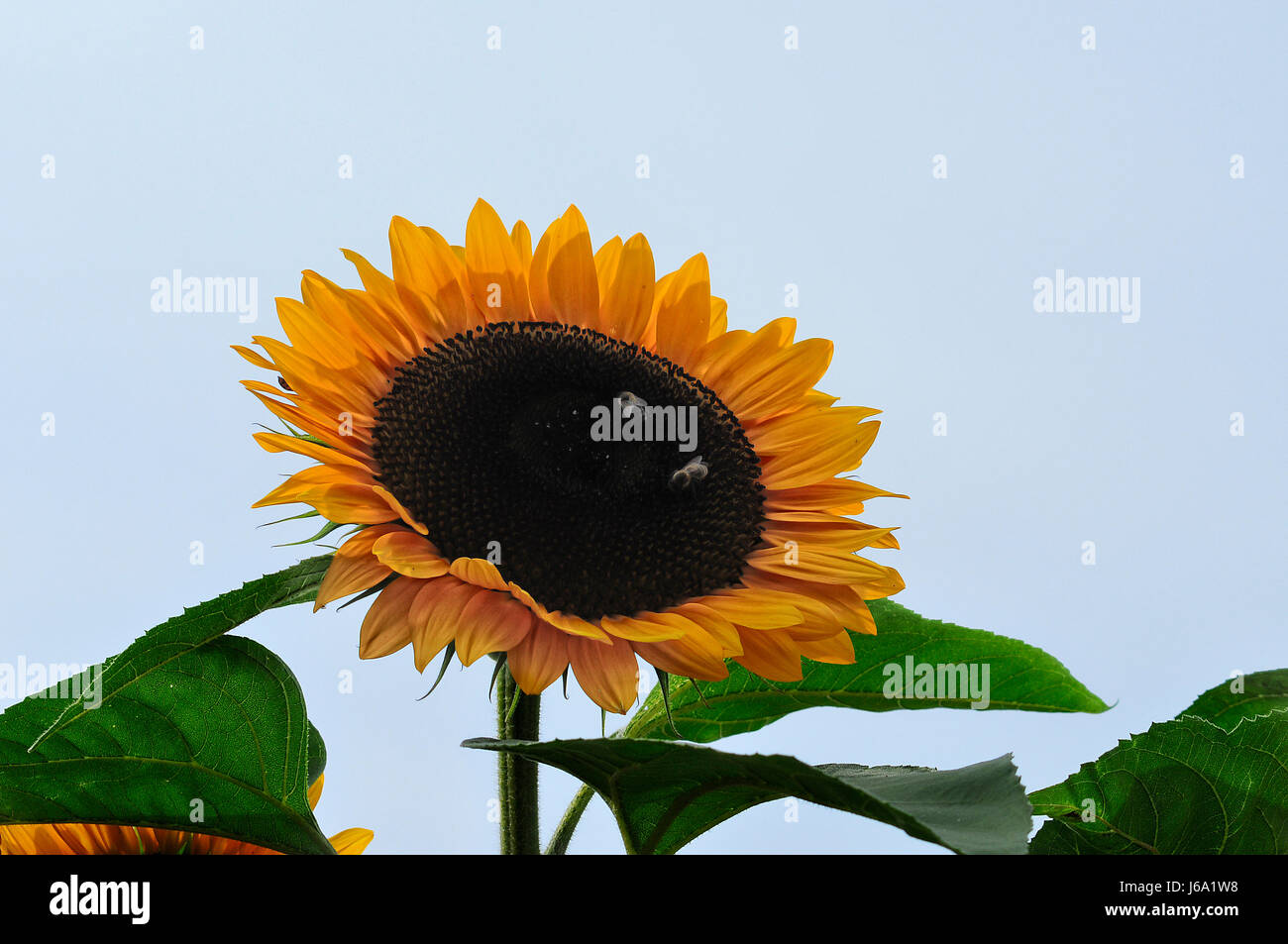 flower plant bloom blossom flourish flourishing sunflower firmament sky ...