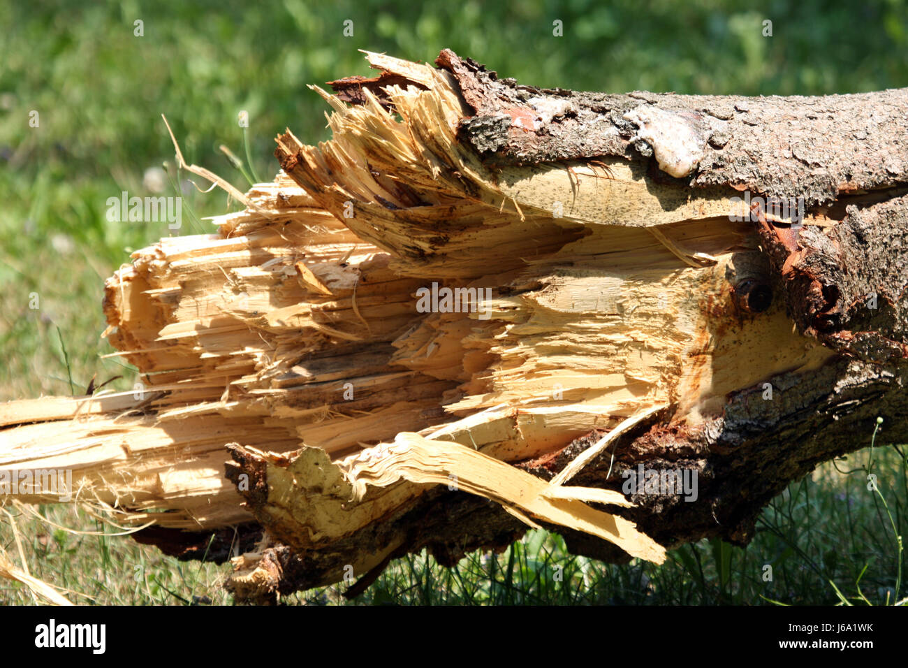 tree wood broken splinted breaking fracture breakage fraction fiber ...