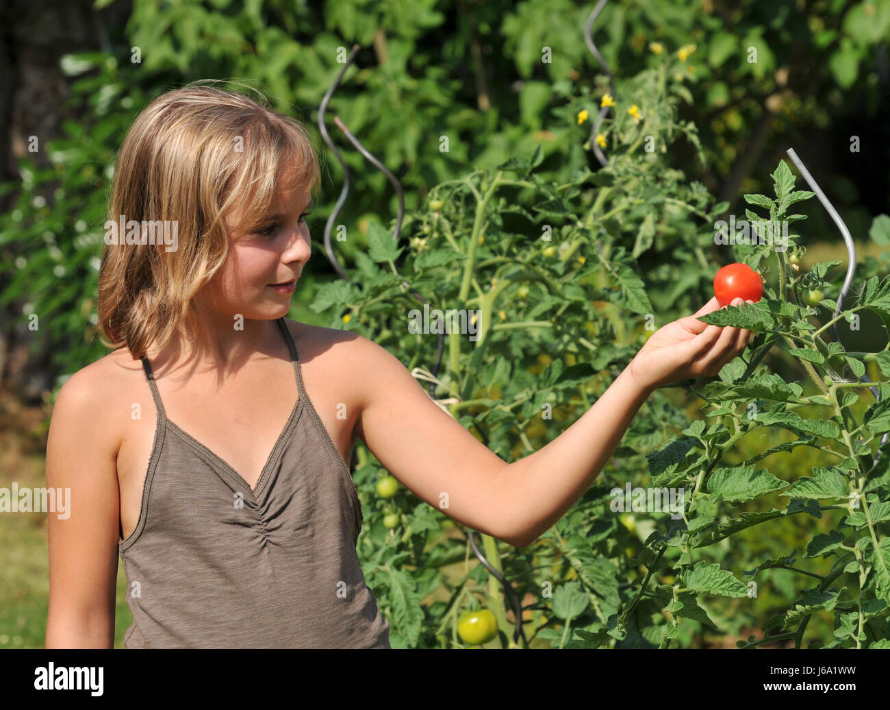 pick duck tomatoes tomatos reap child girl girls tomato pick food ...
