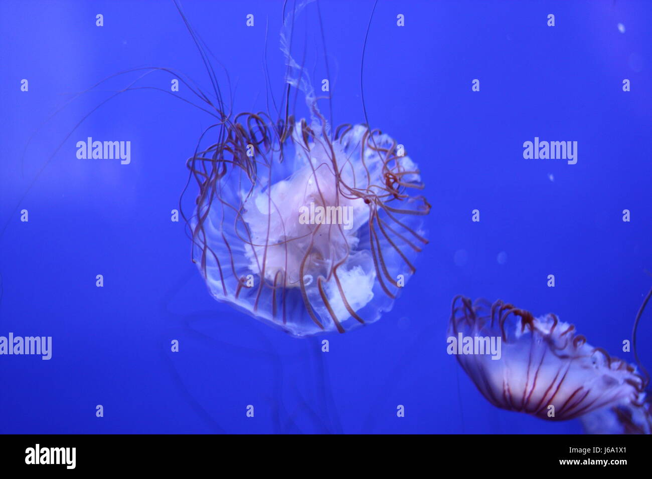 animal float salt water sea ocean water levitation jellyfish animal ...