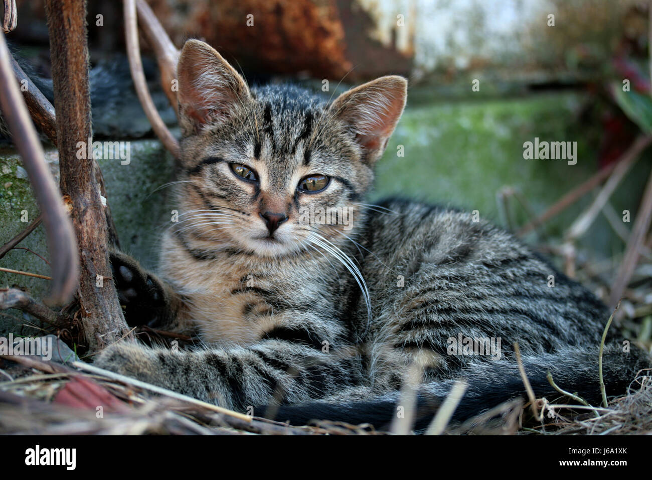 cat big cat feline predator tiger small tiny little short cub baby ...