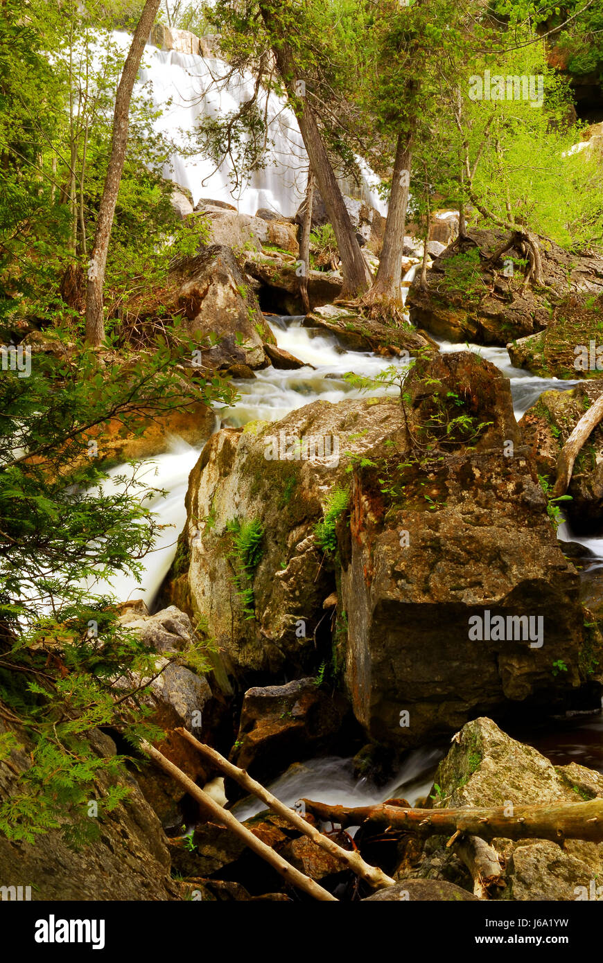 tree trees stream woods rocks river water nature environment enviroment ...