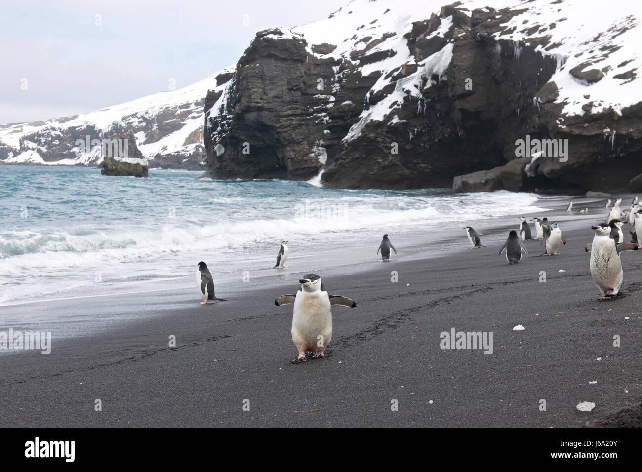 chinstrap penguin (Pygoscelis antarcticus), Antarctica Stock Photo - Alamy
