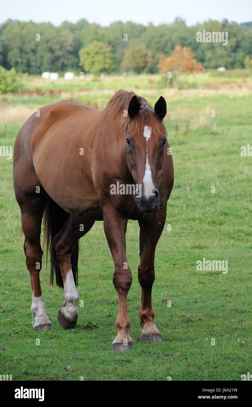 horse animal waist belt nature horse animal animals horses waist belt ...