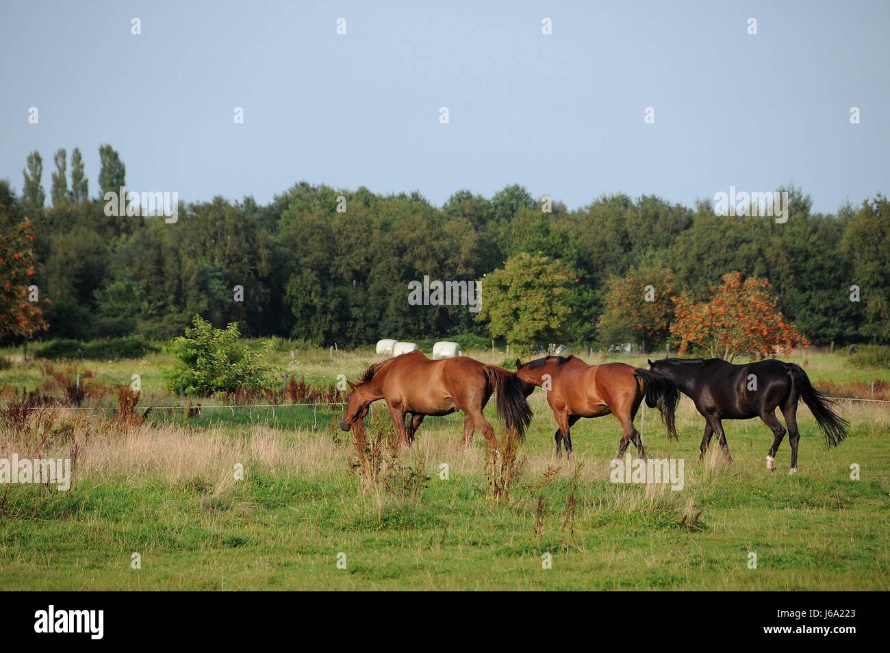 horse animals waist belt nature willow horse animal animals horses ...
