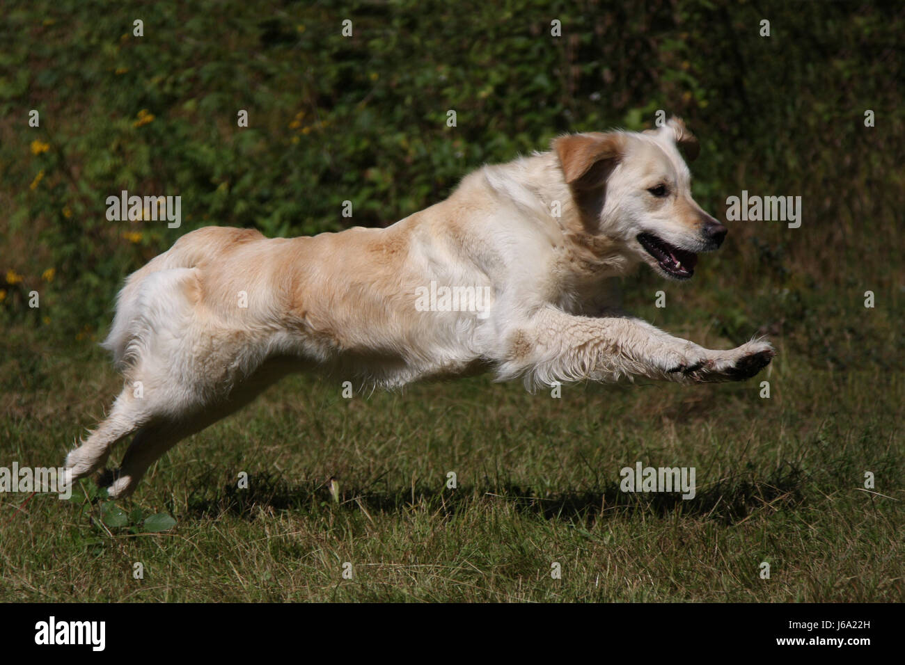 dog spring bouncing bounces hop skipping frisks jumping jump golden ...