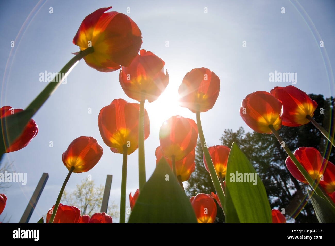 worms eye tulips flower plant tulip orange red shine shines bright ...