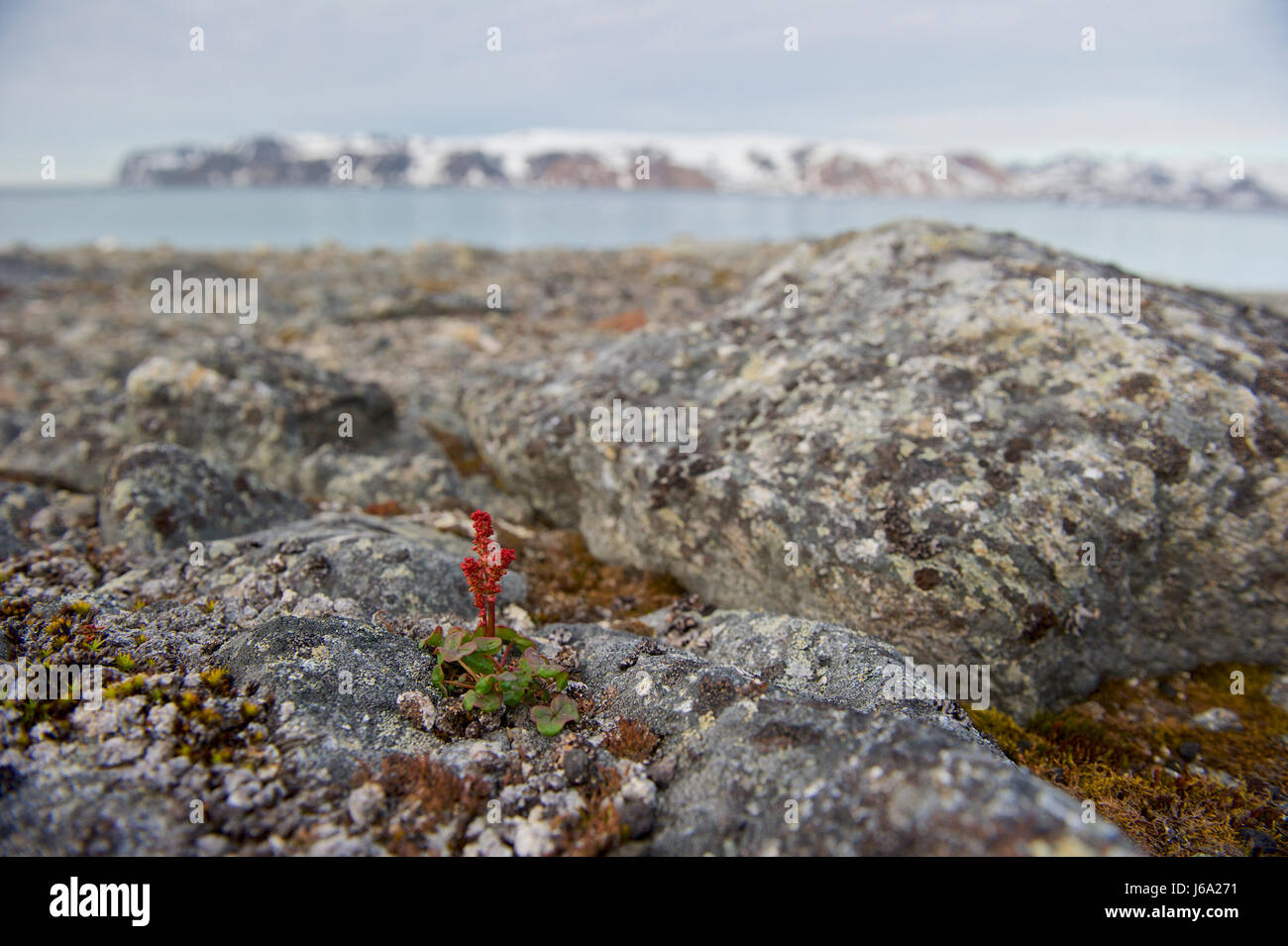 Svalbard (Spitsbergen), Norwegian archipelago in the Arctic Ocean Stock ...