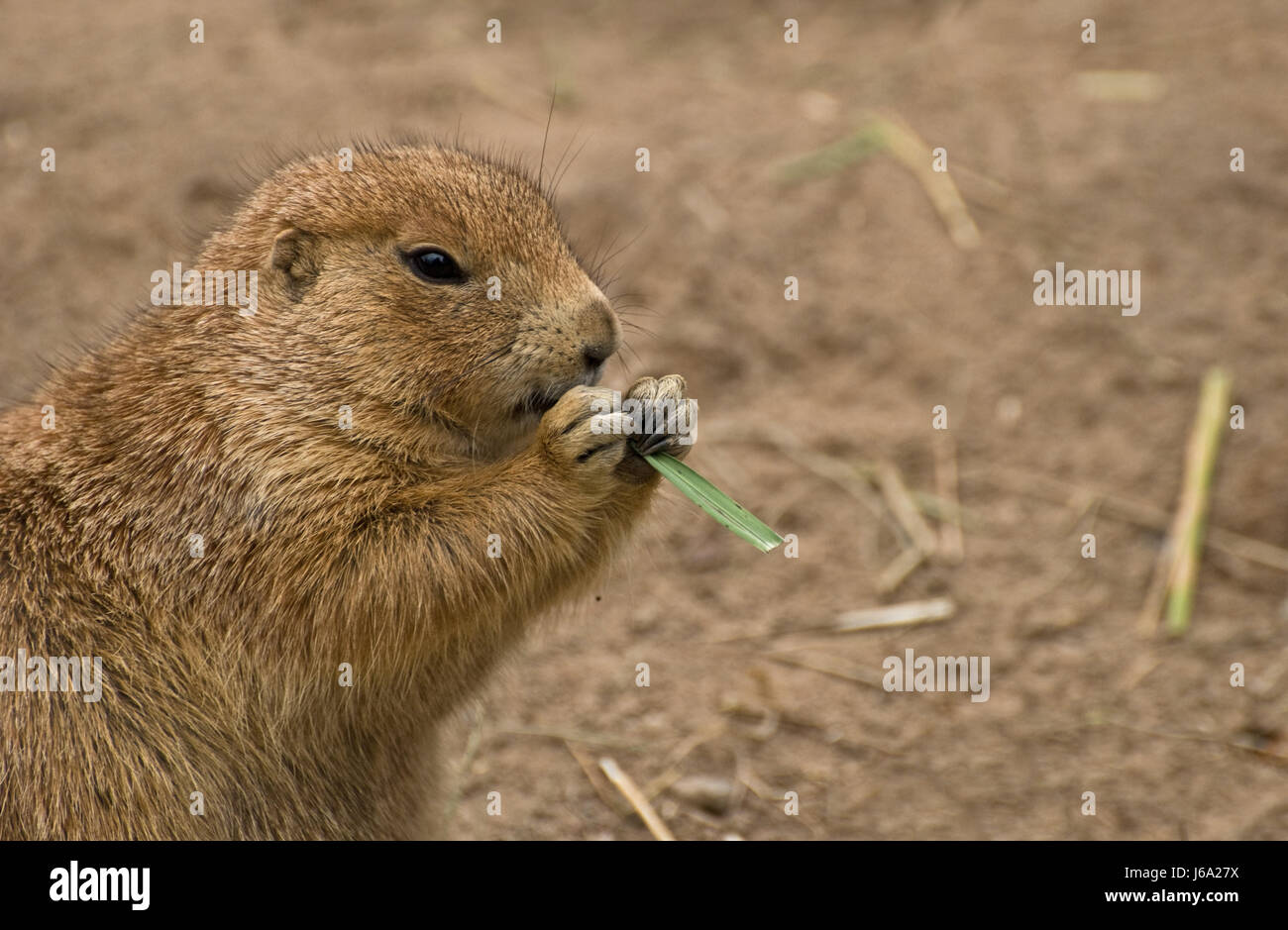 animal rodent skin claws paws animal brown brownish brunette eye organ ...