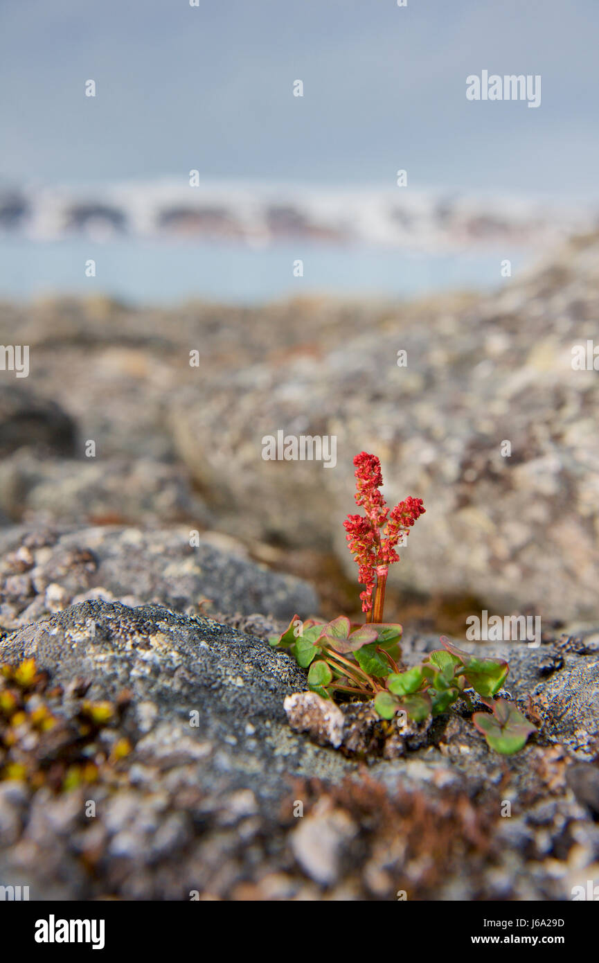 Svalbard (Spitsbergen), Norwegian archipelago in the Arctic Ocean Stock ...