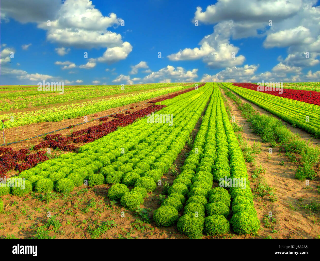 garden agriculture farming field endless vegetable farm clouds ...