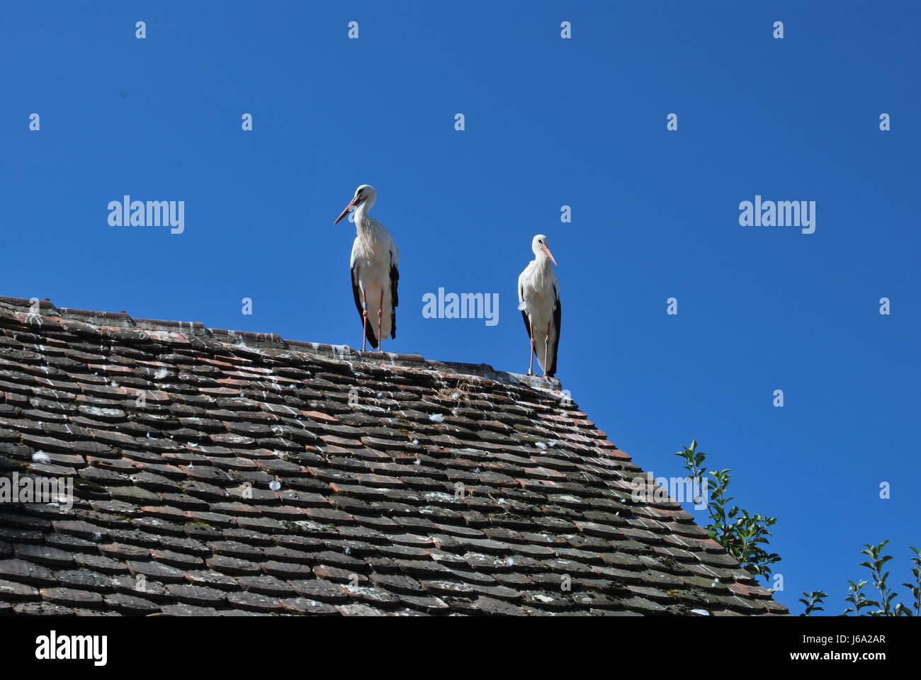 house building animal bird animals birds stork storks house building ...