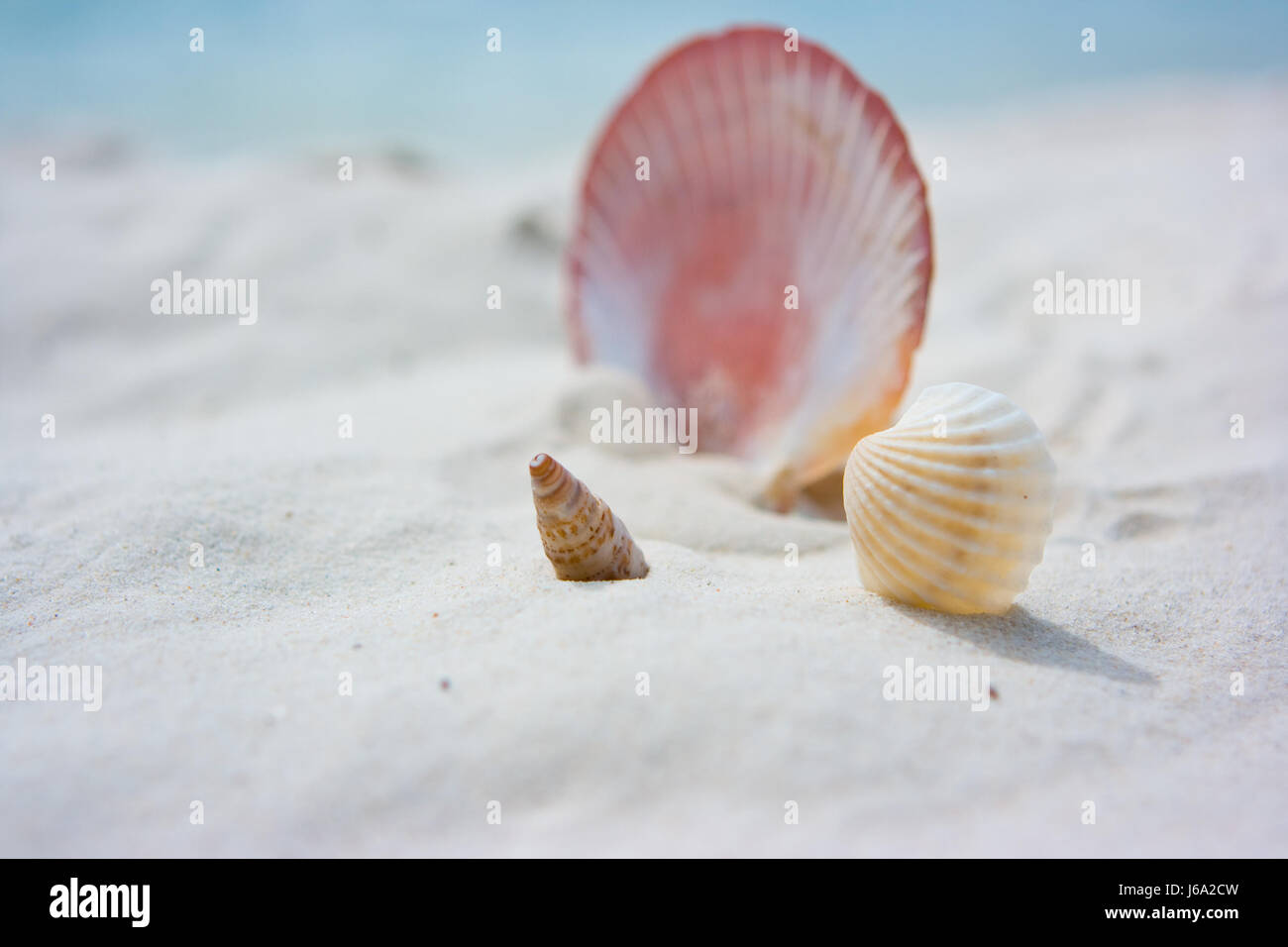 beach seaside the beach seashore summer summerly shell three shellfish ...