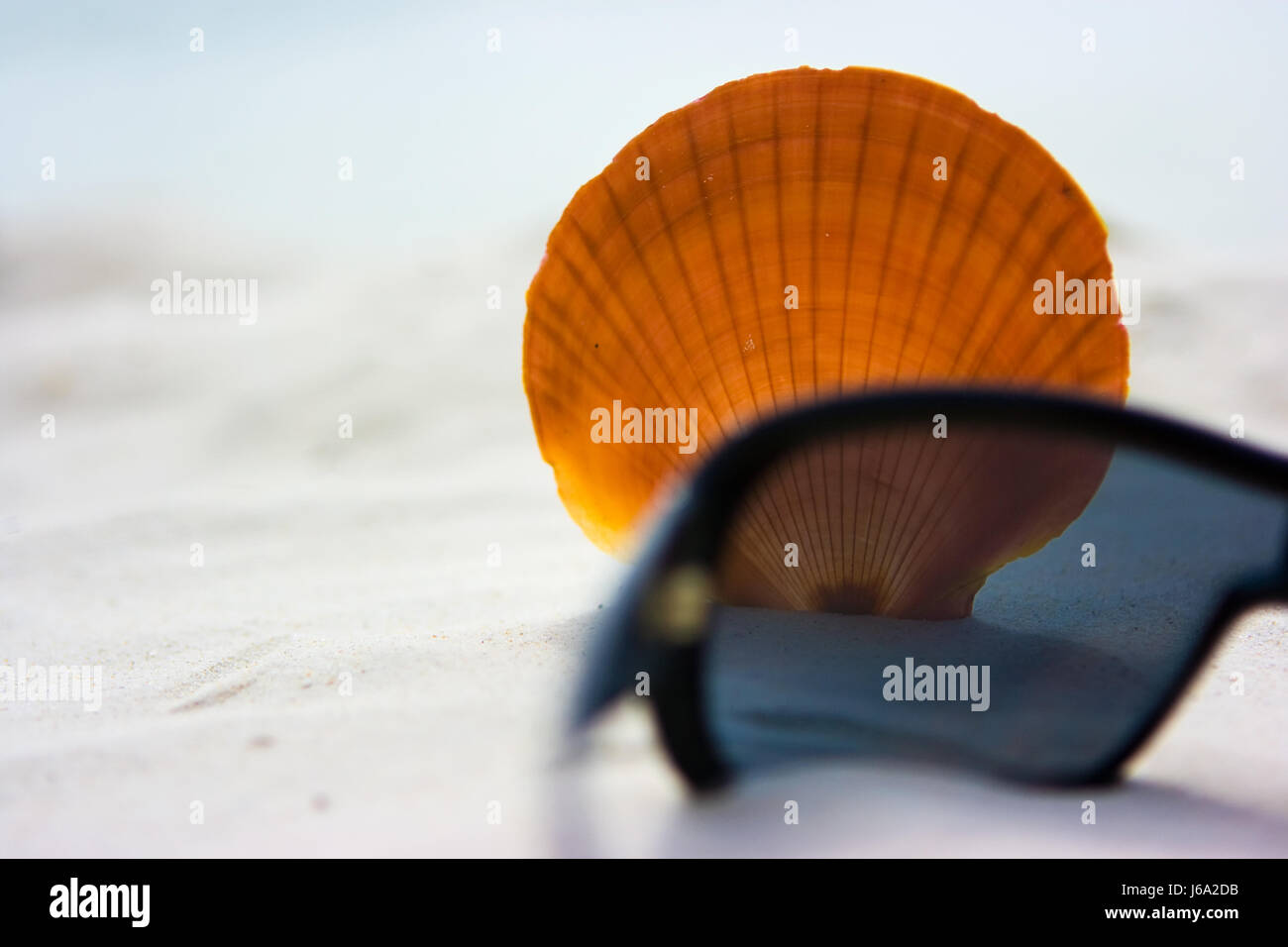 animal beach seaside the beach seashore shell shellfish navy marine ...