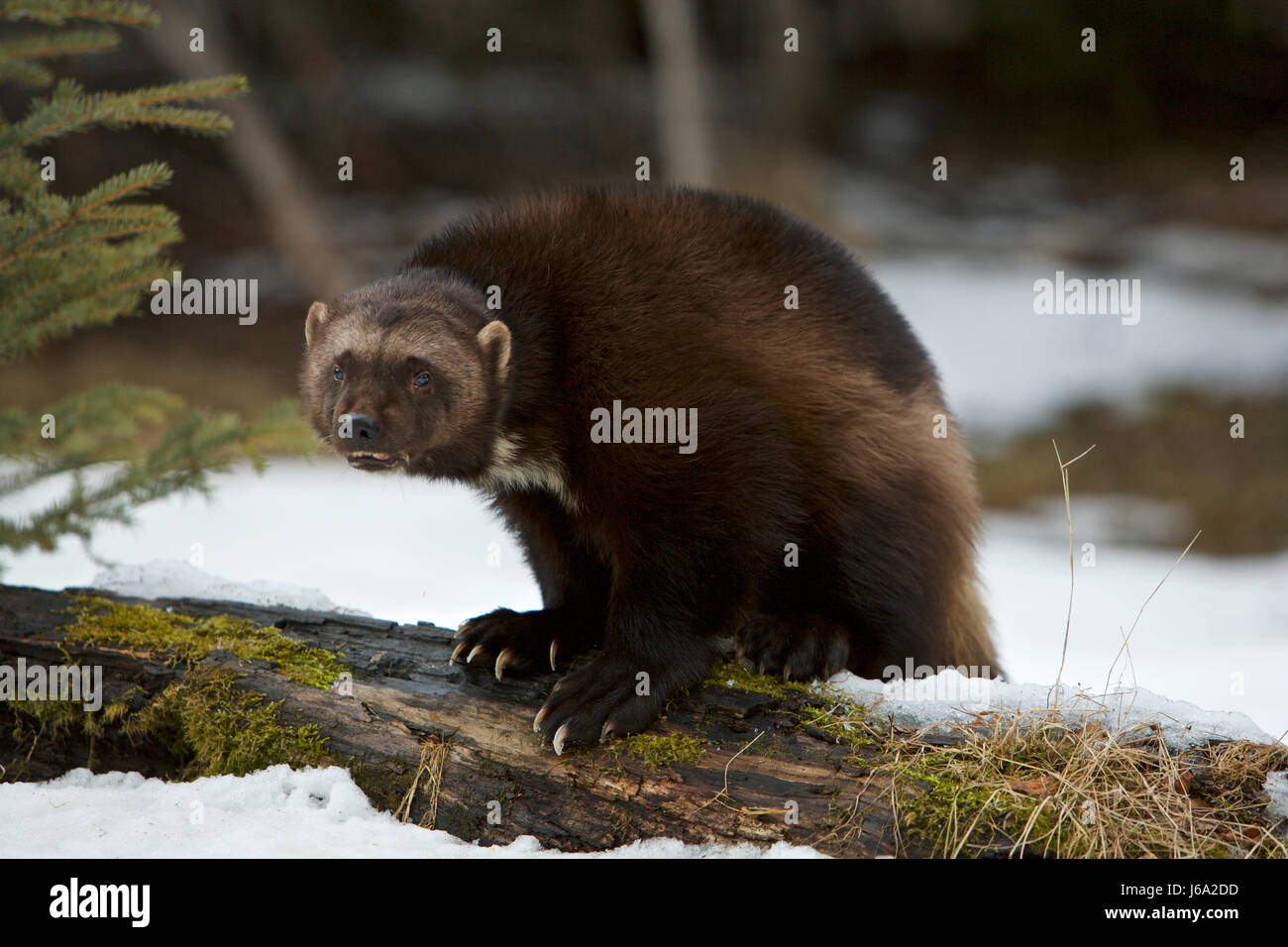 Wolverine glutton carcajou gulo gulo hi-res stock photography and ...