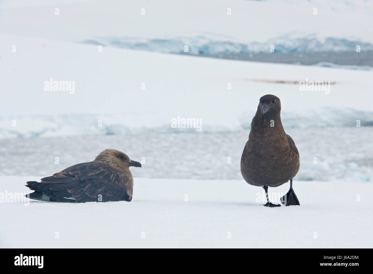 Antarctic Skua , Stercorarius antarcticus Stock Photo - Alamy