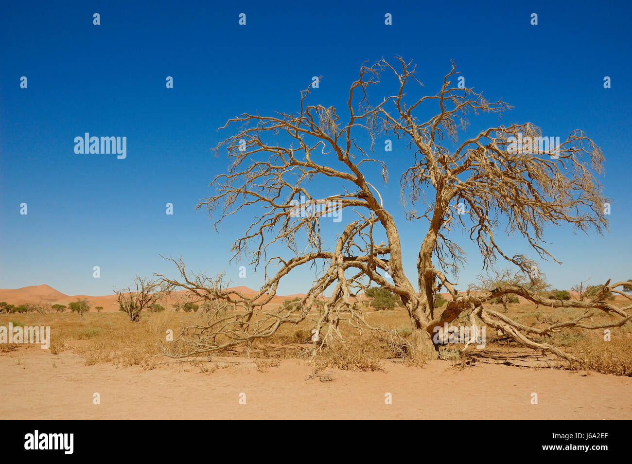 dry tree in the desert Stock Photo - Alamy