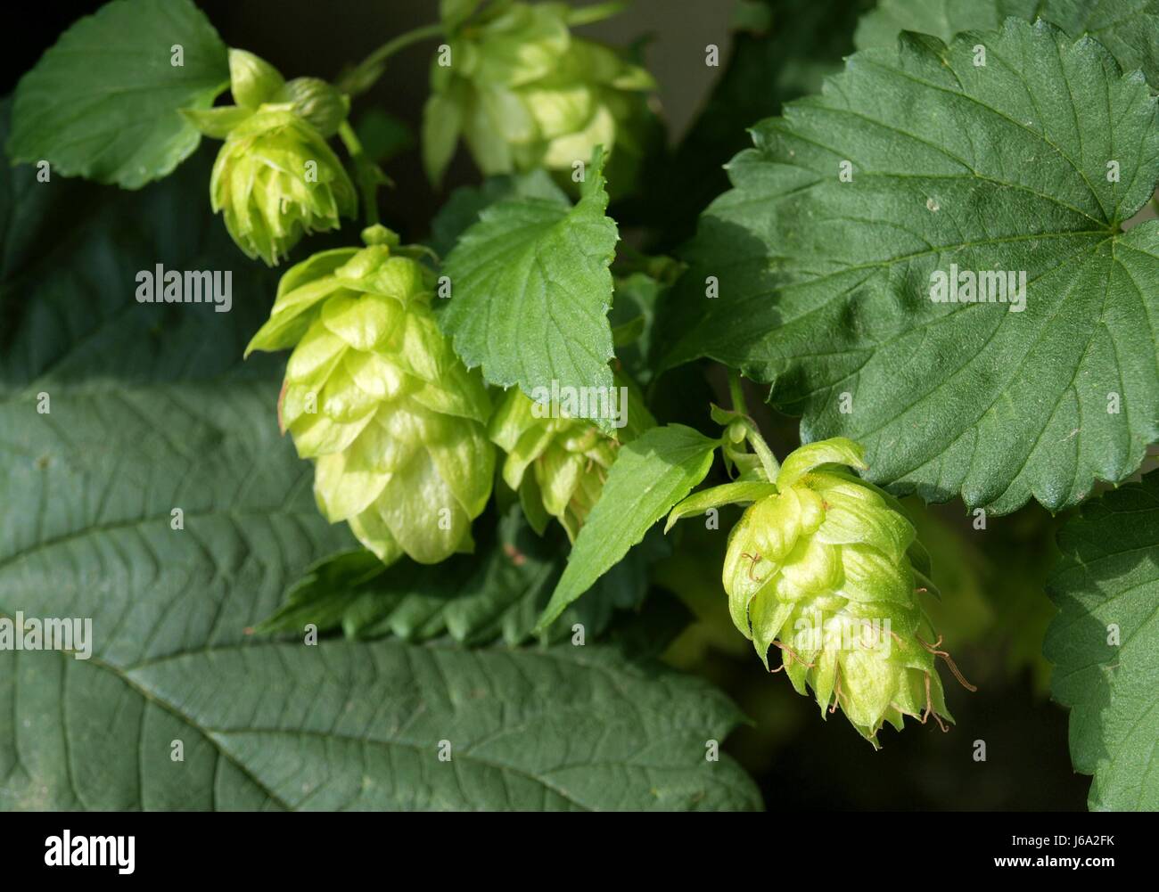 climbing plant hop umbels brewing female climbing plant umbel medicinal ...