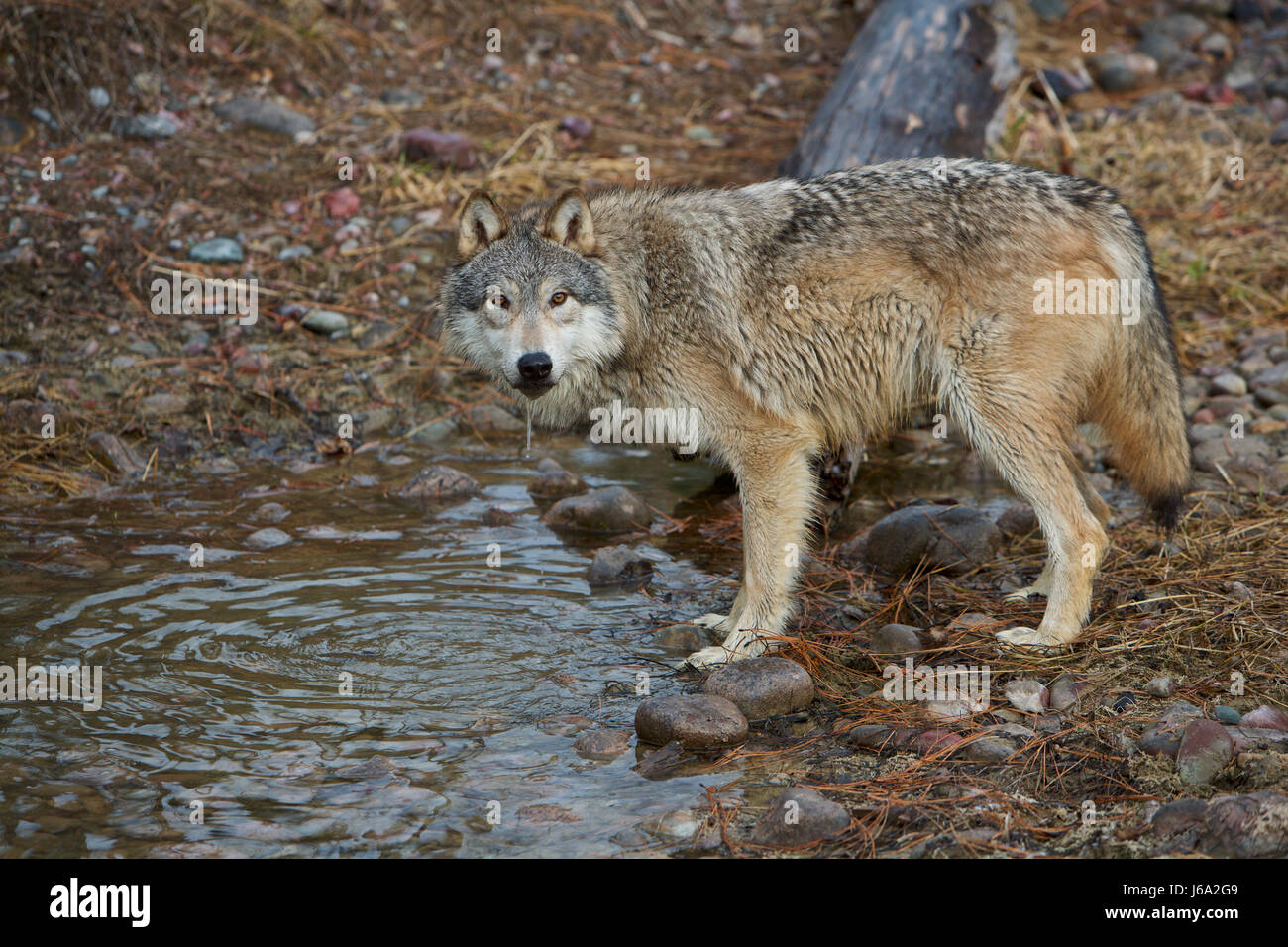 Gray Wolf, Canis lupus, Timber Wolf Stock Photo - Alamy